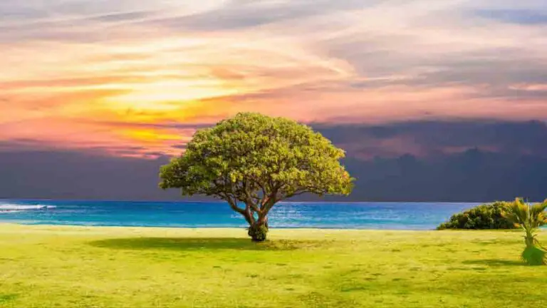 Are humans a part of Nature or apart from Nature - Eco Friendly Fact